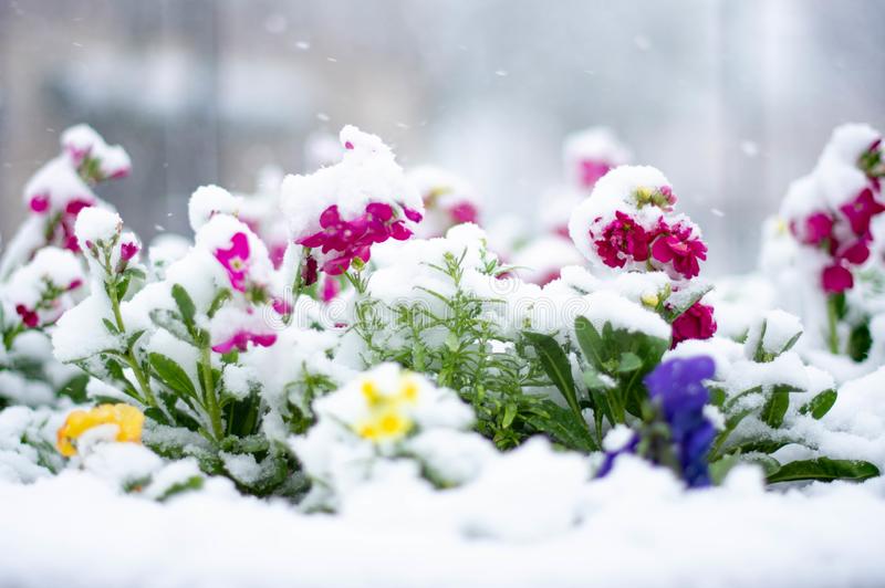 Caminito – Microrrelatos del tapañol